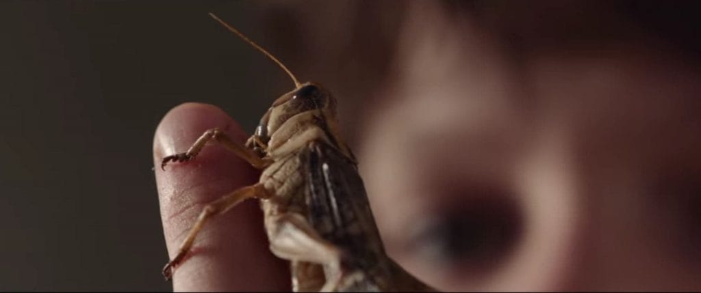 The Swarm (2020) Ending Explained - Knockout Horror