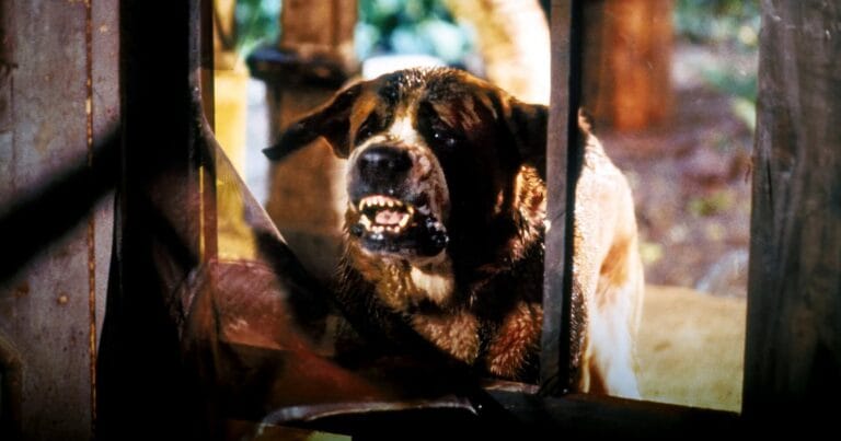 Cujo (1983) review: A padded, repetitive creature feature - Knockout Horror